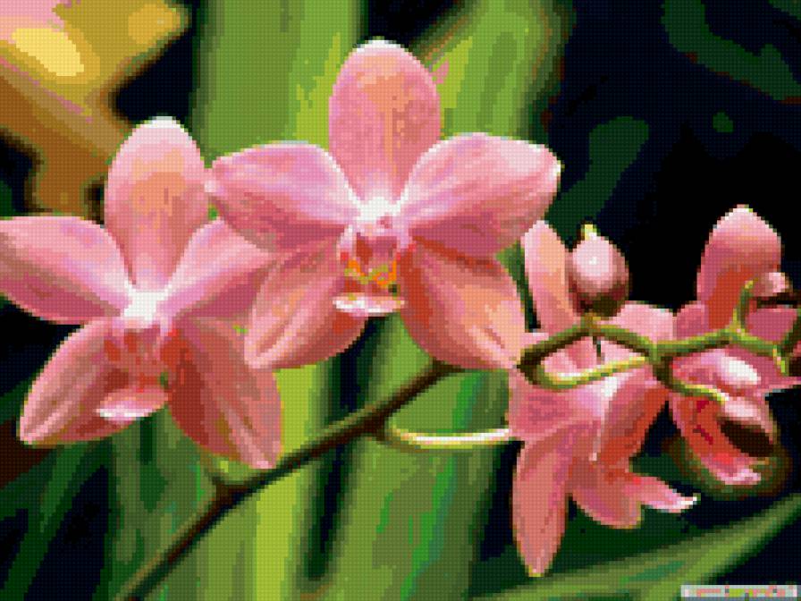 Схема вышивки «Орхидея» (№97126) - Вышивка крестом