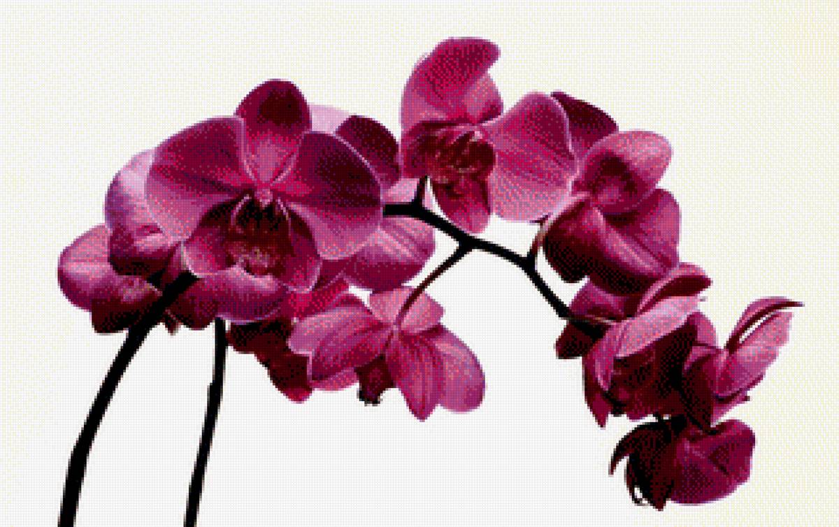 Схема вышивки «орхидея» (№1585212) - Вышивка крестом